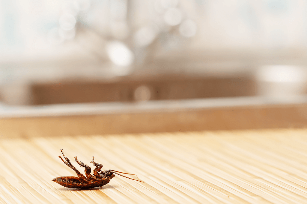 Roach-Commercial-Kitchen-Restaurant - South Florida Top Pest Control ...