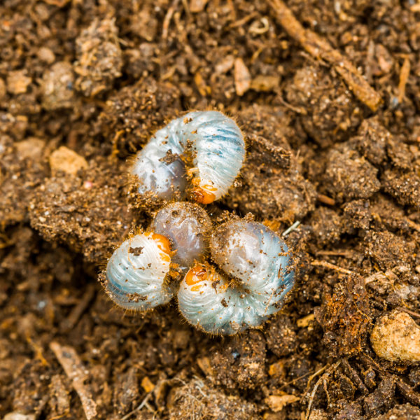 Our Blog | Manning Pest Control | Oakland, Ft Lauderdale, FL